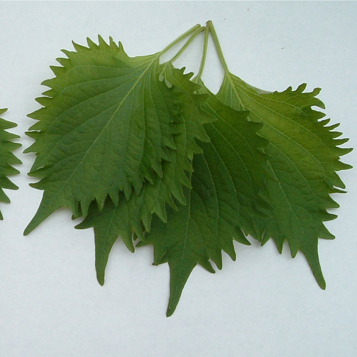 Perilla, Shiso, Egoma - all the same? – MYCONBINI